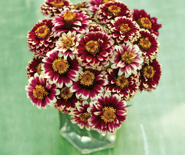 23 Best Zinnia Varieties You Should Grow in Your Garden