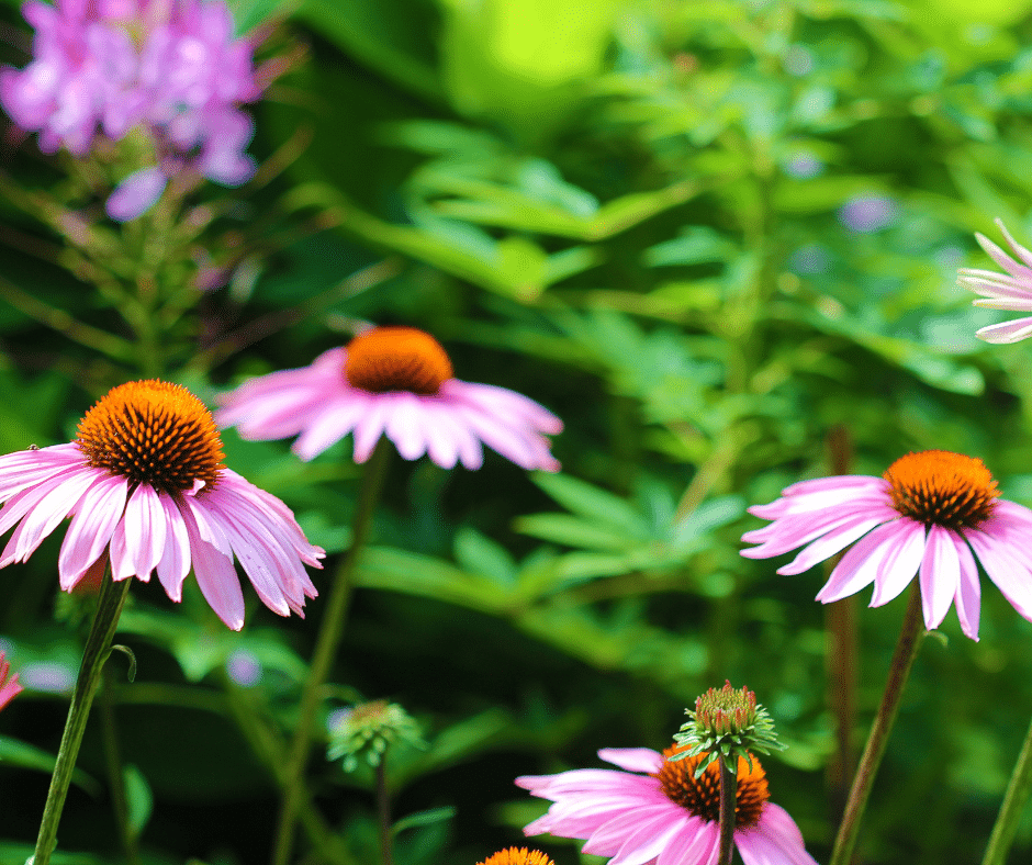 14 Perennials that Will Bloom in Your Garden Every Year