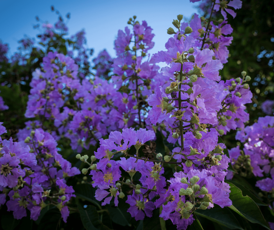 18 Purple Flowering Shrubs That Will Make Your Garden Luxurious
