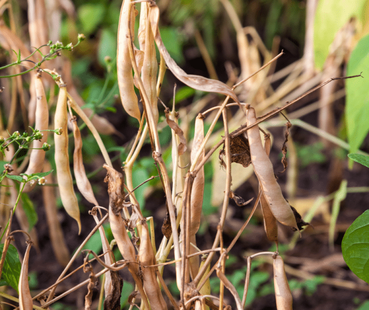31 Drought-Tolerant Plants That Thrive with Minimal Water