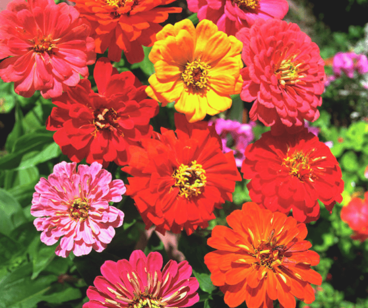 23 Best Zinnia Varieties You Should Grow in Your Garden