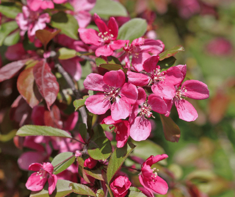 25 Best Flowering Trees & Shrubs for Year-Round Color
