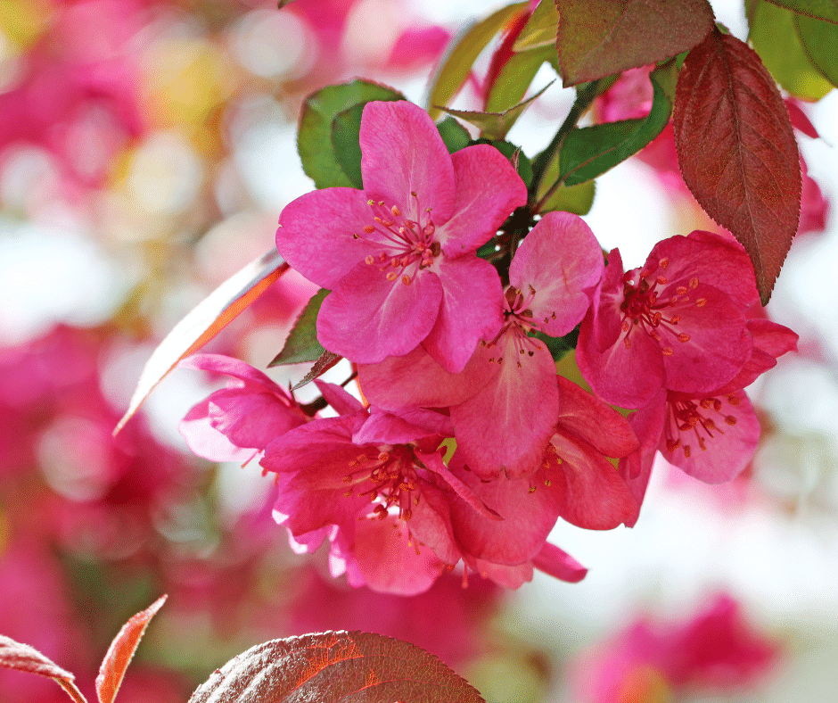 15 Fragrant Flowers That Make a Garden Smell Amazing