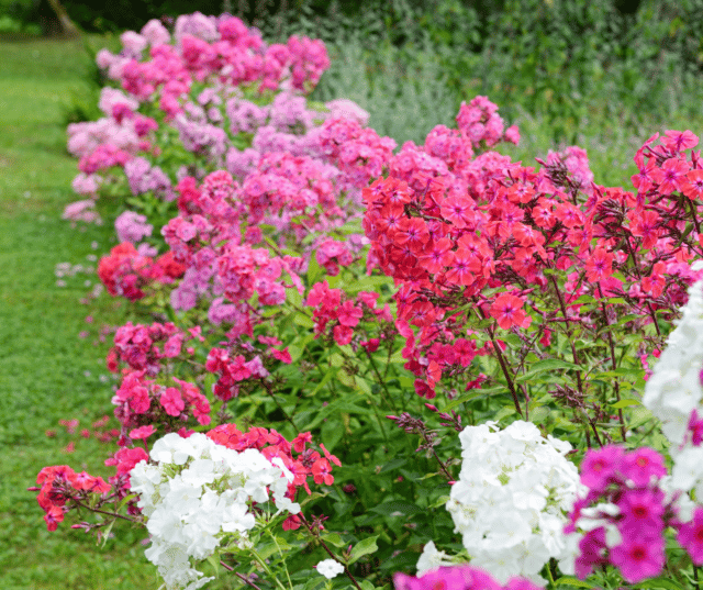 15 Fragrant Flowers That Make a Garden Smell Amazing