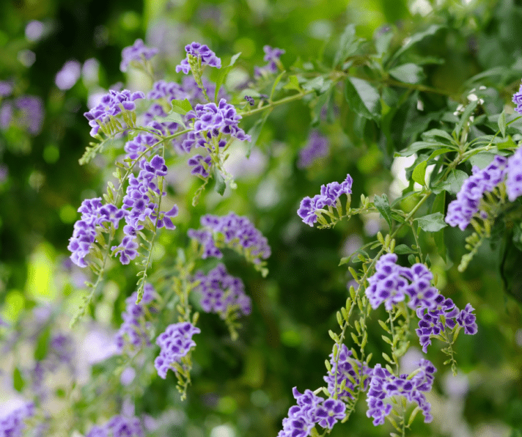 18 Purple Flowering Shrubs That Will Make Your Garden Luxurious