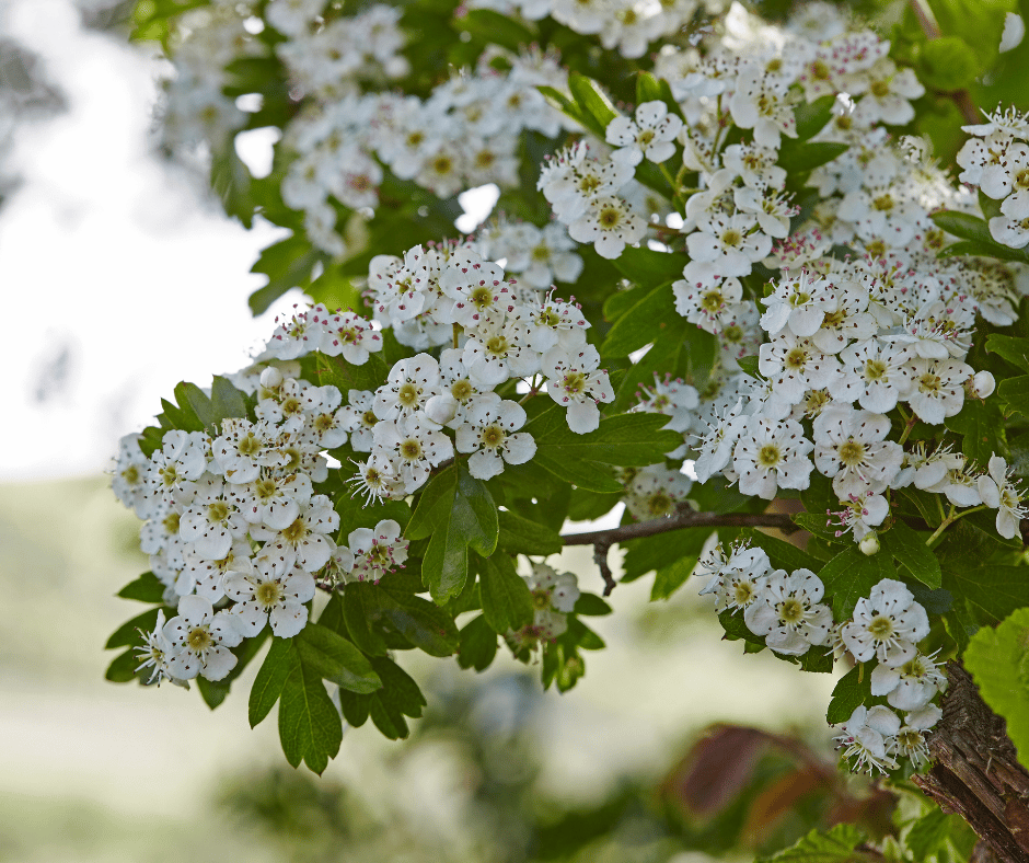 25 Best Flowering Trees & Shrubs for Year-Round Color