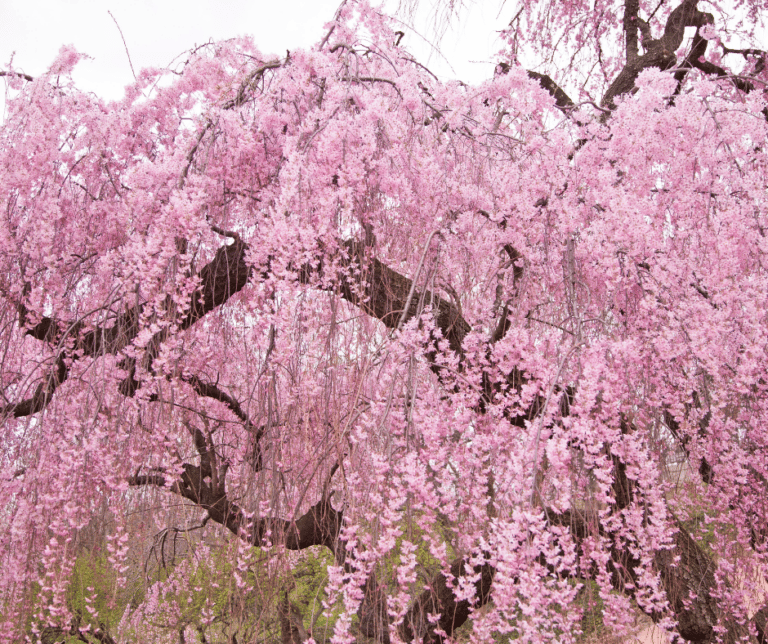 25 Best Flowering Trees & Shrubs for Year-Round Color