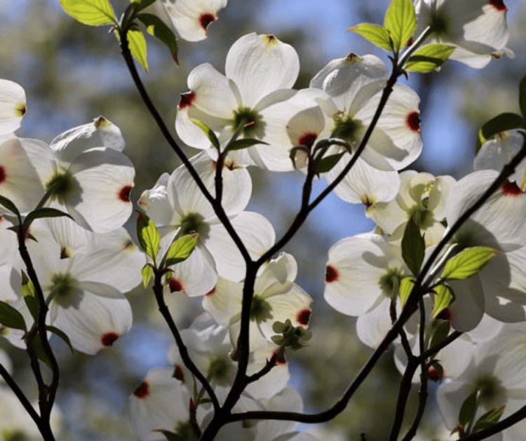 25 Best Flowering Trees & Shrubs for Year-Round Color