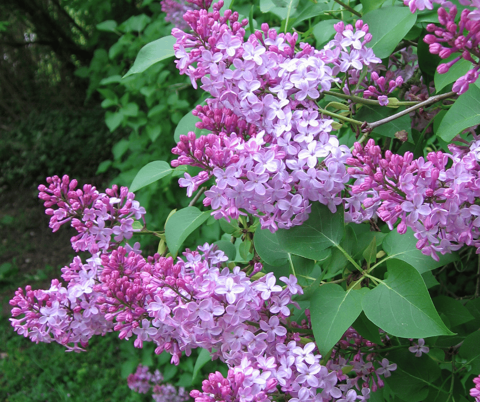 18 Purple Flowering Shrubs That Will Make Your Garden Luxurious