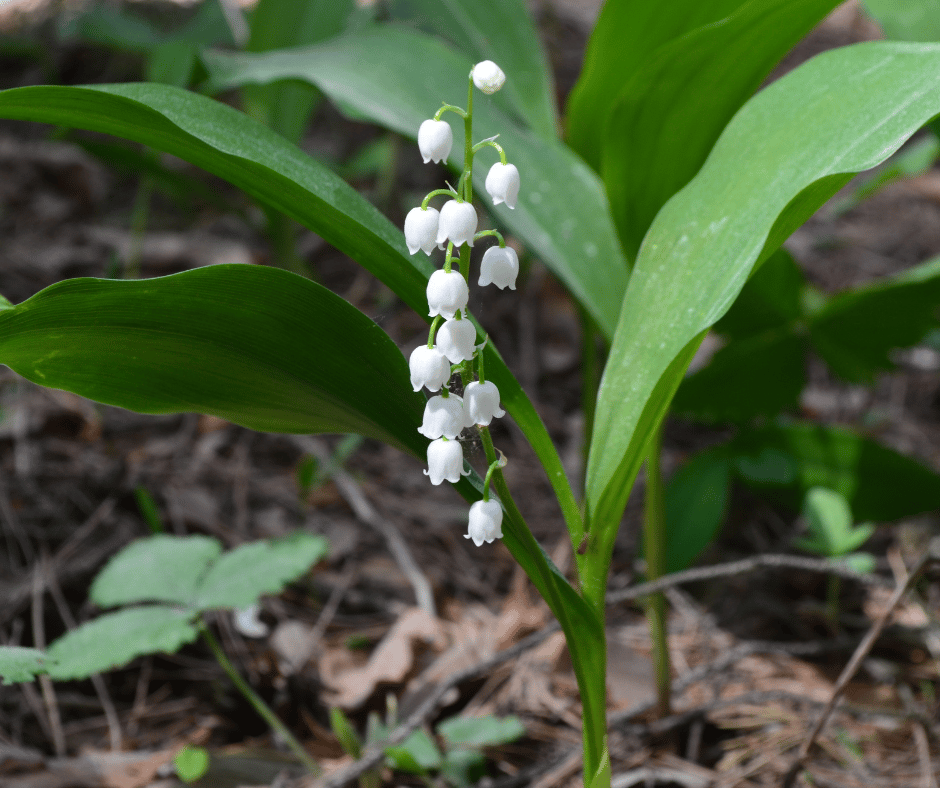 20 Low-Maintenance Ground Cover Plants to Beautify Your Yard