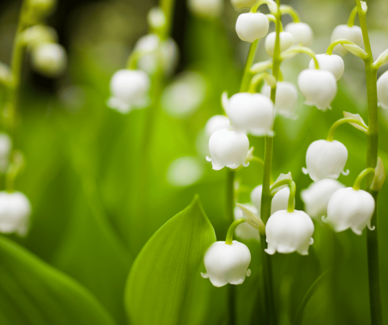20 Most Common Poisonous Plants You Should Be Aware of