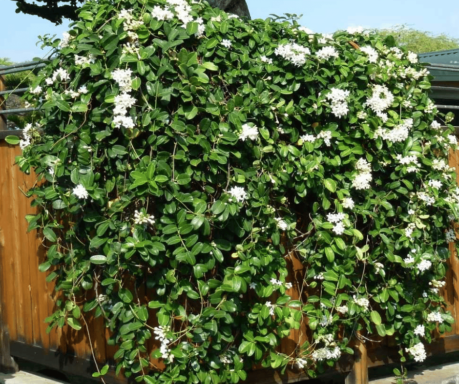 15 Flowering Vines That Will Transform Your Garden with Height, Color ...