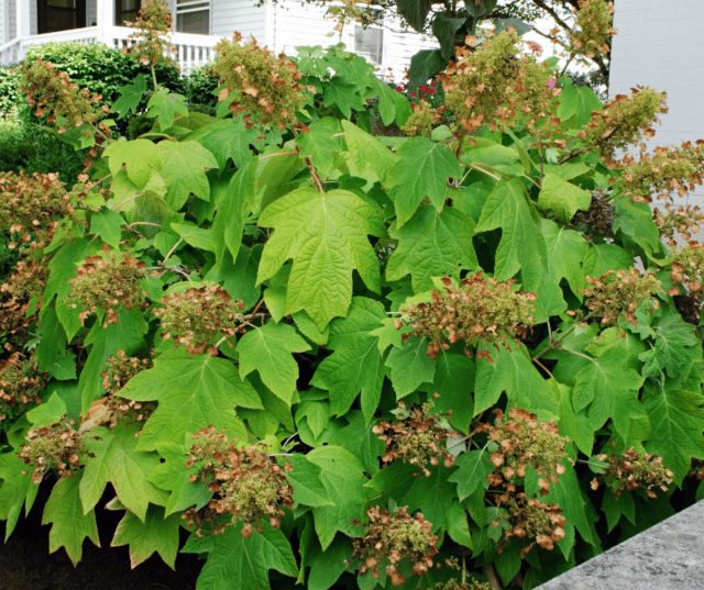 25 of the Best Plants and Trees to Add Fall Color to Your Yard