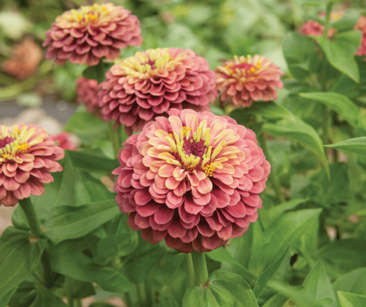 23 Best Zinnia Varieties You Should Grow in Your Garden