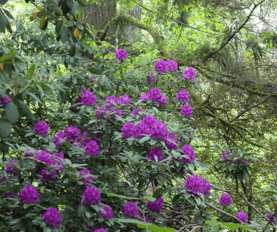18 Purple Flowering Shrubs That Will Make Your Garden Luxurious