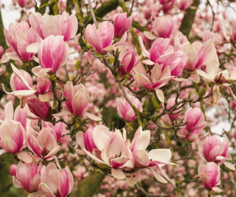 25 Best Flowering Trees & Shrubs for Year-Round Color