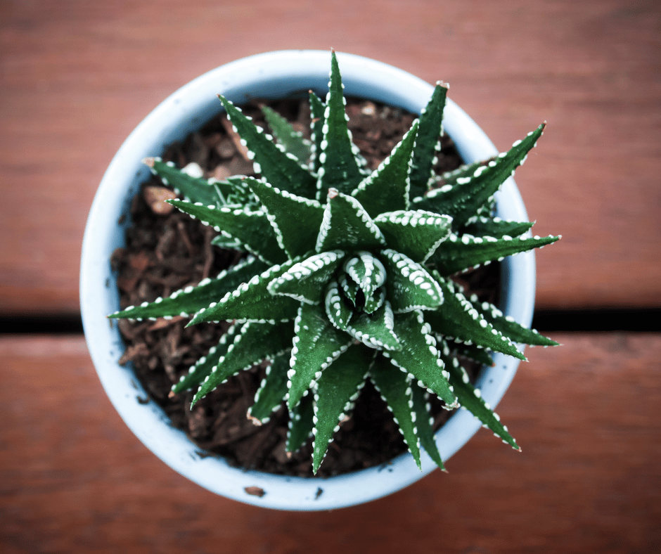 17 Succulents That Need Water (Almost) Once a Month
