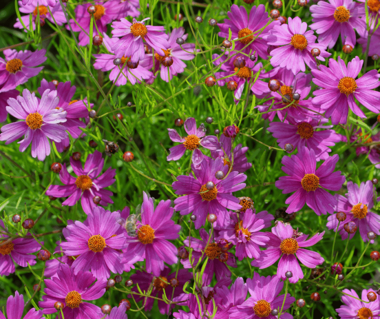 15 Pretty Pink Plants that Will Beautify Your Garden