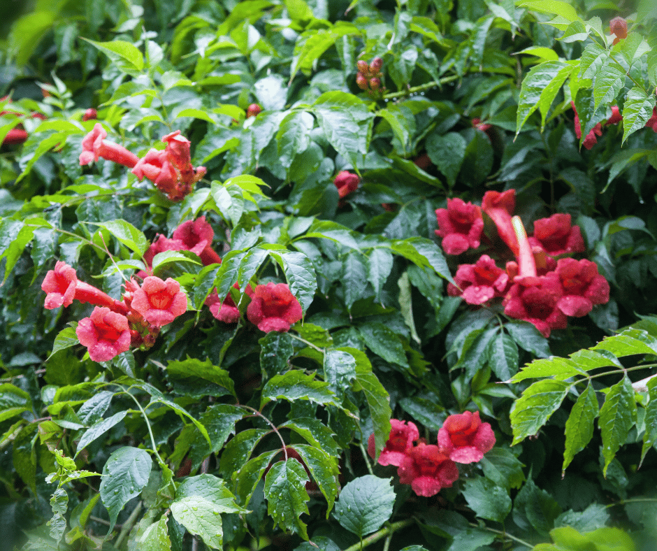 15 Flowering Vines That Will Transform Your Garden with Height, Color ...