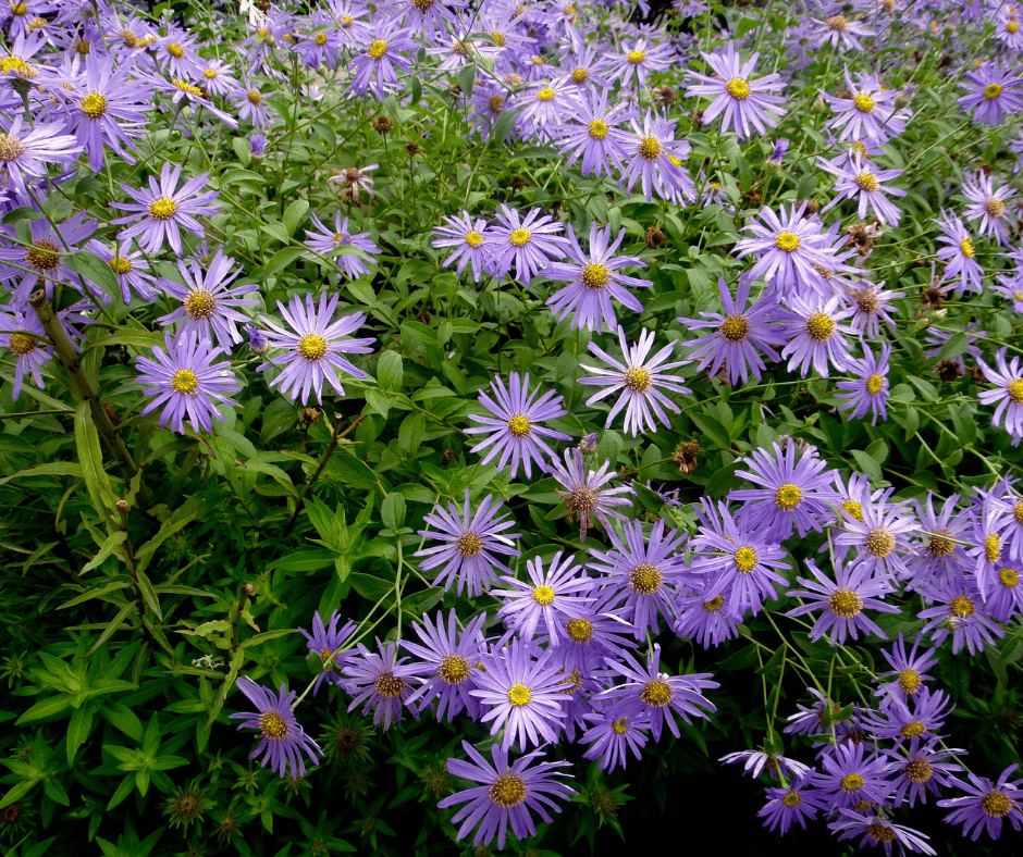 How to Grow Beautiful Fall-Blooming Aster Purple Dome in Your Garden
