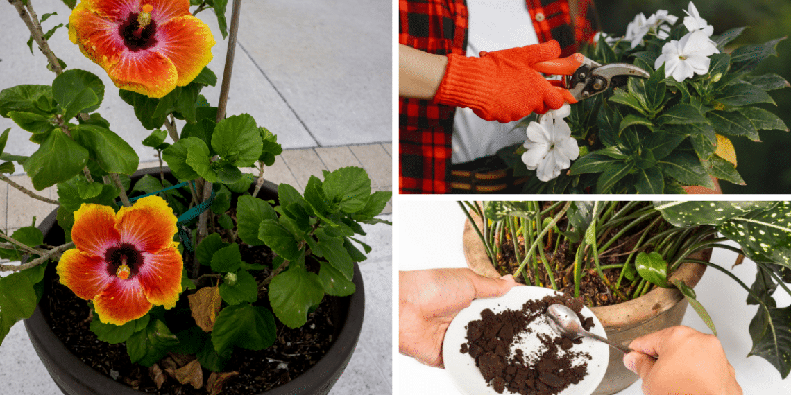 No Flowers On A Plant: Why A Plant Does Not Bloom