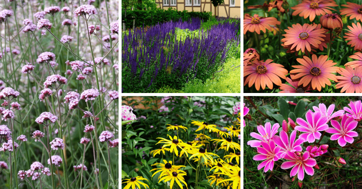 31 Drought-Tolerant Plants That Thrive with Minimal Water