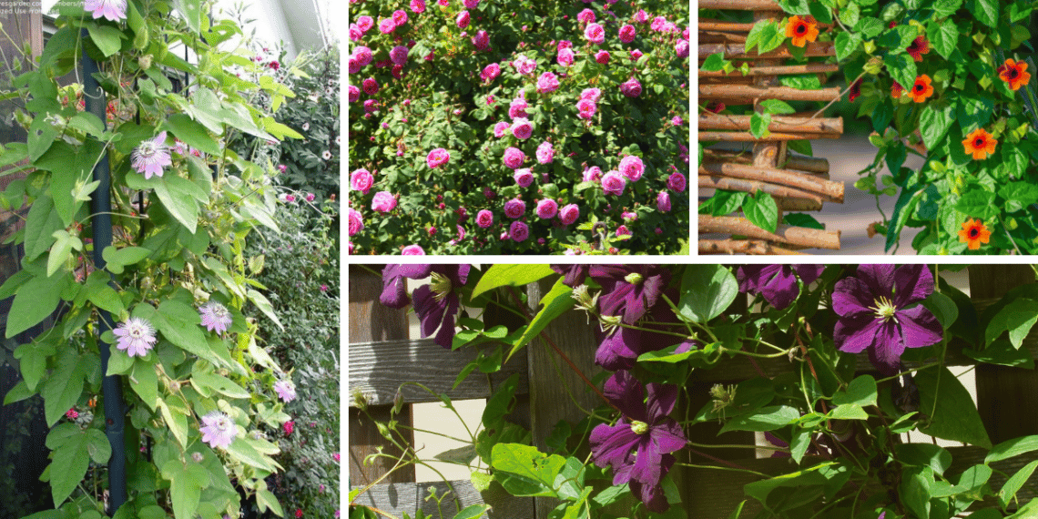 15 Flowering Vines That Will Transform Your Garden with Height, Color ...