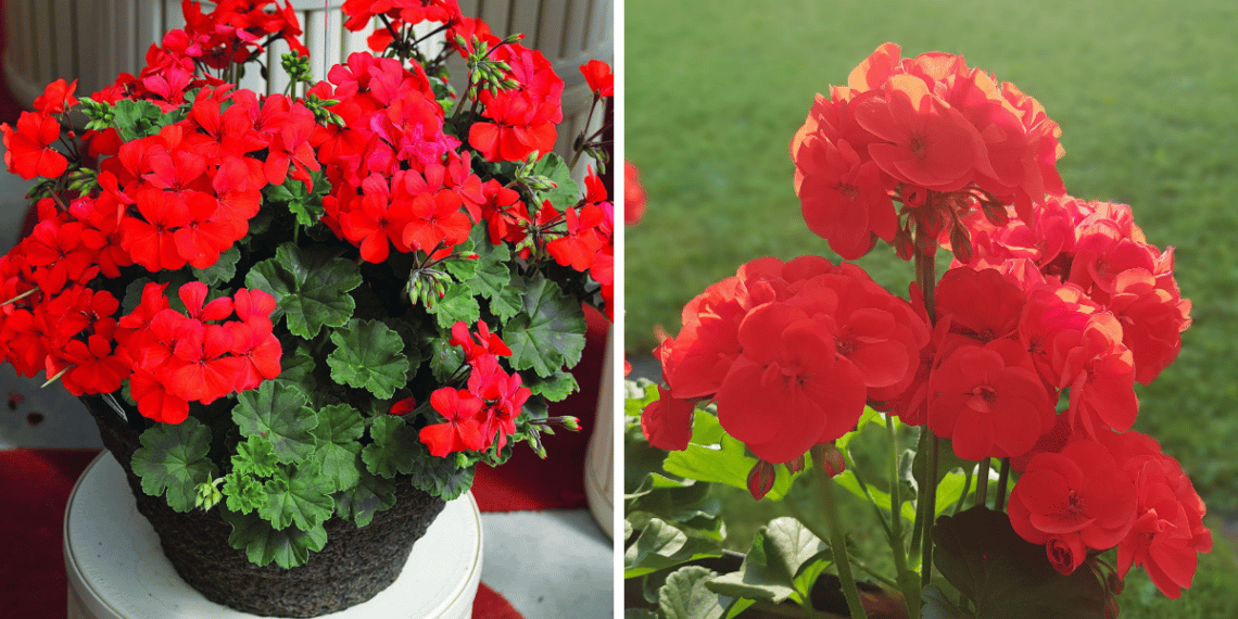 How to Grow and Care for Geraniums