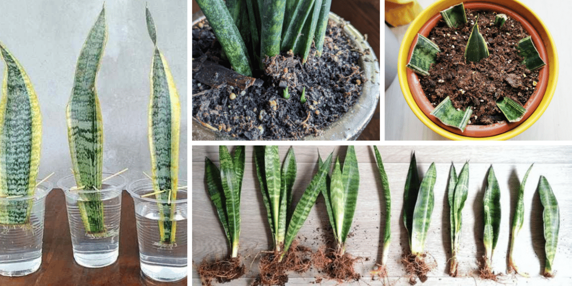 4 Easy Ways to Successfully Propagate Snake Plants