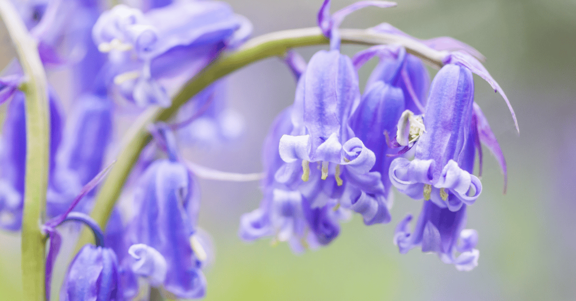 30 Poisonous Flowers To Watch Out For