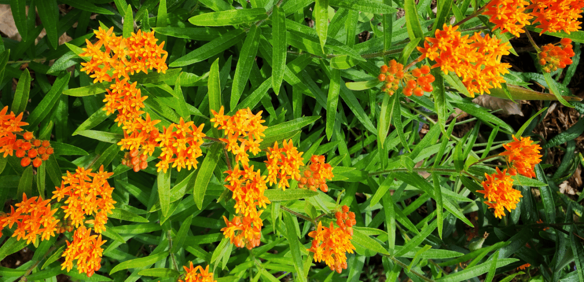 How to Grow Butterfly Weed in Your Garden