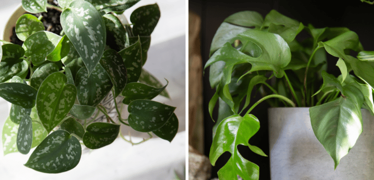 9 Warnings That Your Houseplants Need More Sunlight