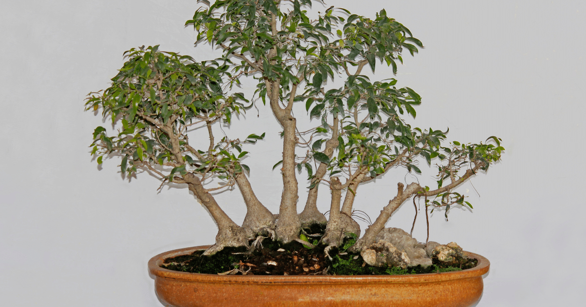 15 Best Apartment Plants to Freshen Up Your Space