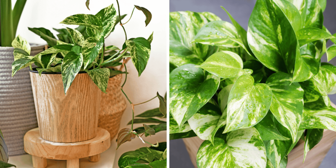 How to Grow and Care for Golden Pothos
