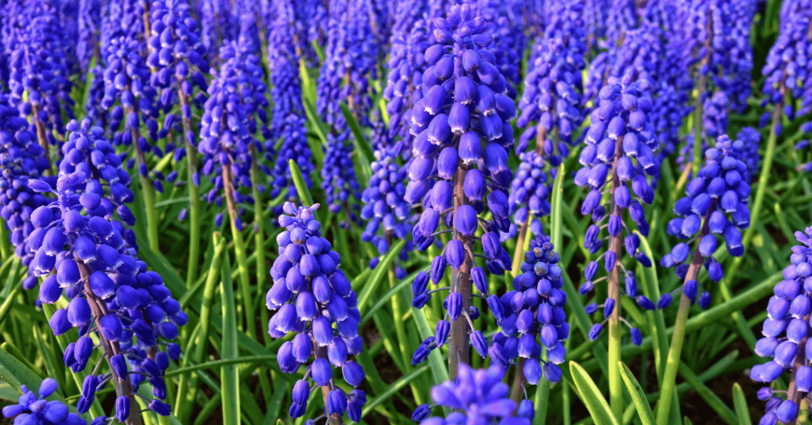 30 Poisonous Flowers To Watch Out For
