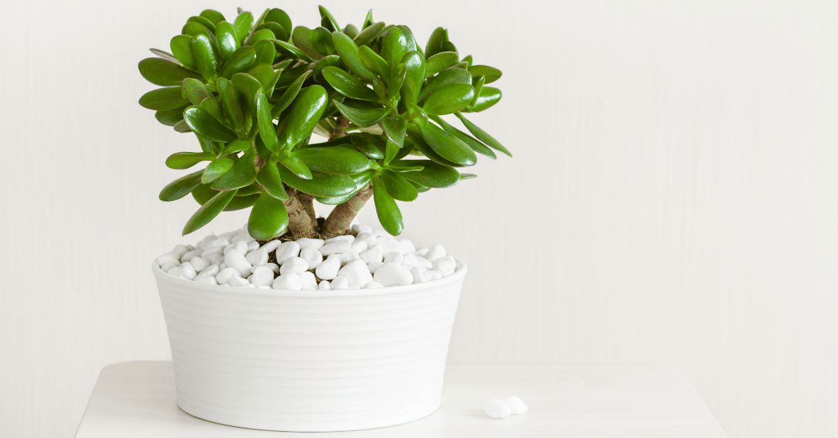 10 Stunning Plants With Shiny, Waxy Leaves