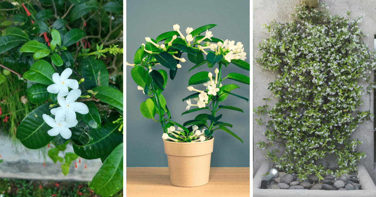 How to Grow and Care for Jasmine Plant