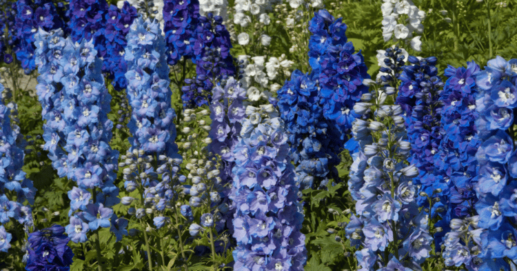 30 Poisonous Flowers To Watch Out For