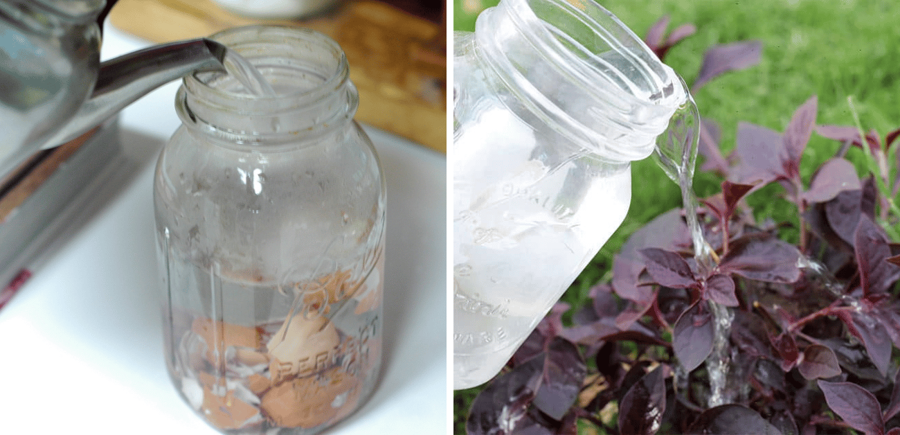 Magical Eggshell Tea Therapy That is Proven to Work on Your Plants!
