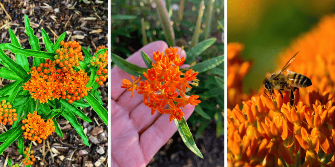 How to Grow Butterfly Weed in Your Garden
