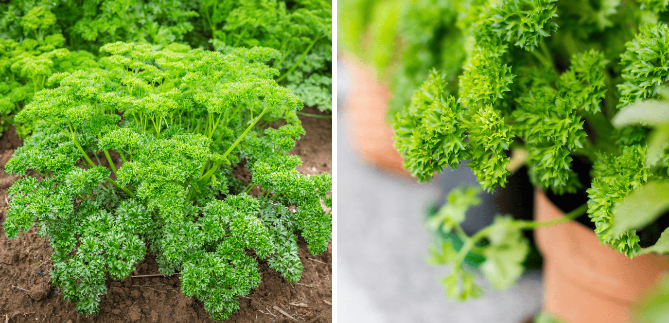 Your Step-by-Step Guide to Growing Parsley Indoors or Out