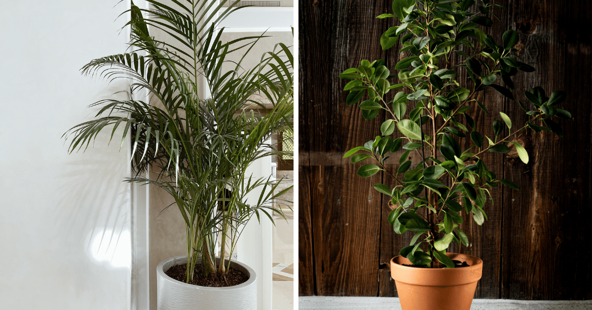 These Indoor Trees Don’t Just Look Good - They Boost Mood and Purify ...