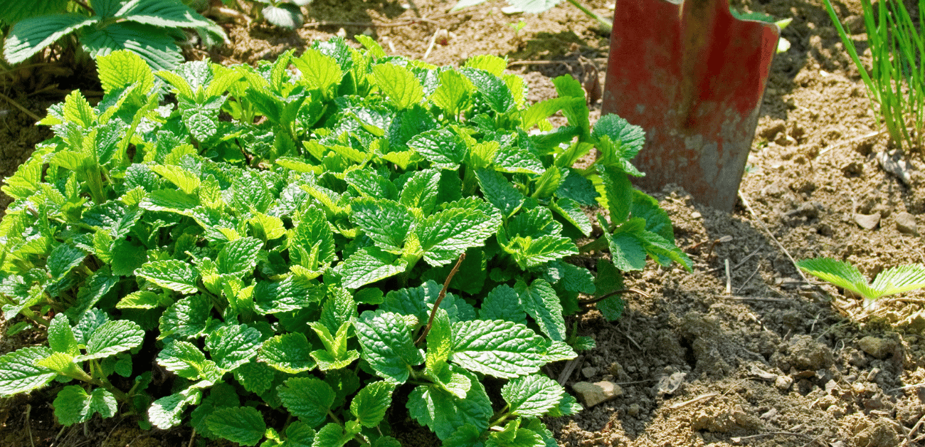 10 Great Reasons Why You Should Grow Lemon Balm