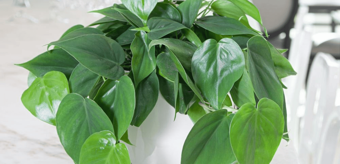 10 Stunning Plants With Shiny, Waxy Leaves