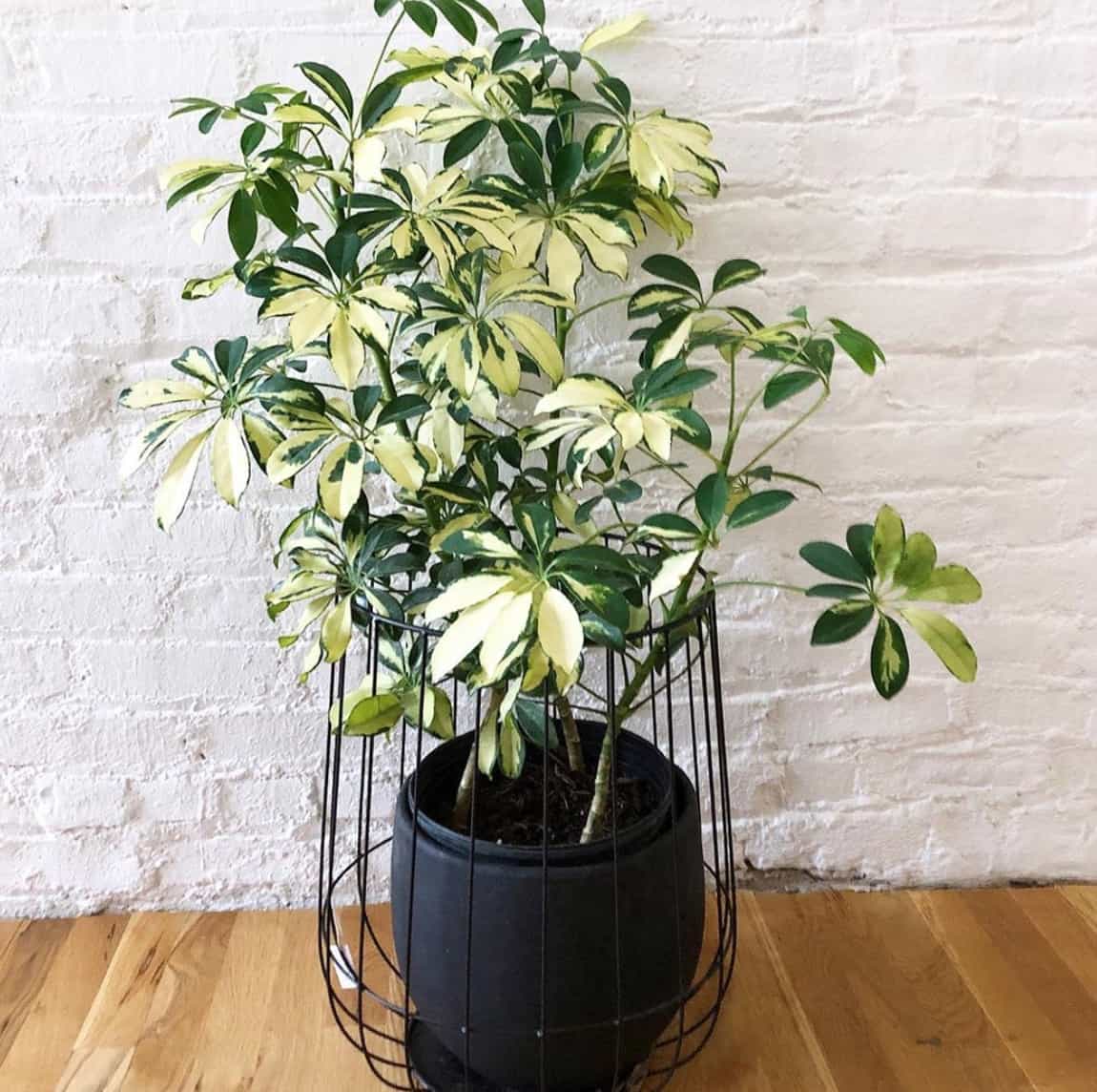 10 Stunning Plants With Shiny, Waxy Leaves