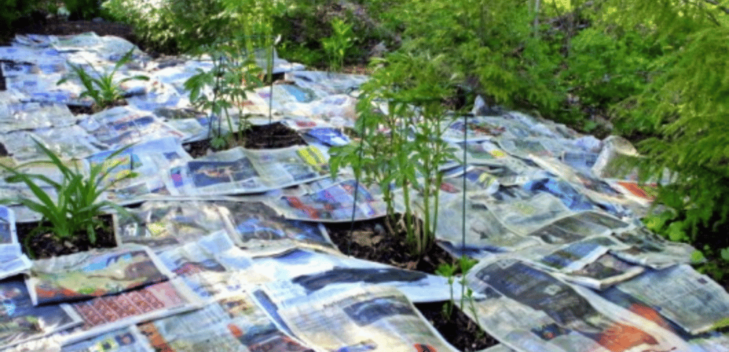 9 Excellent Ways to Use Newspaper in Your Garden