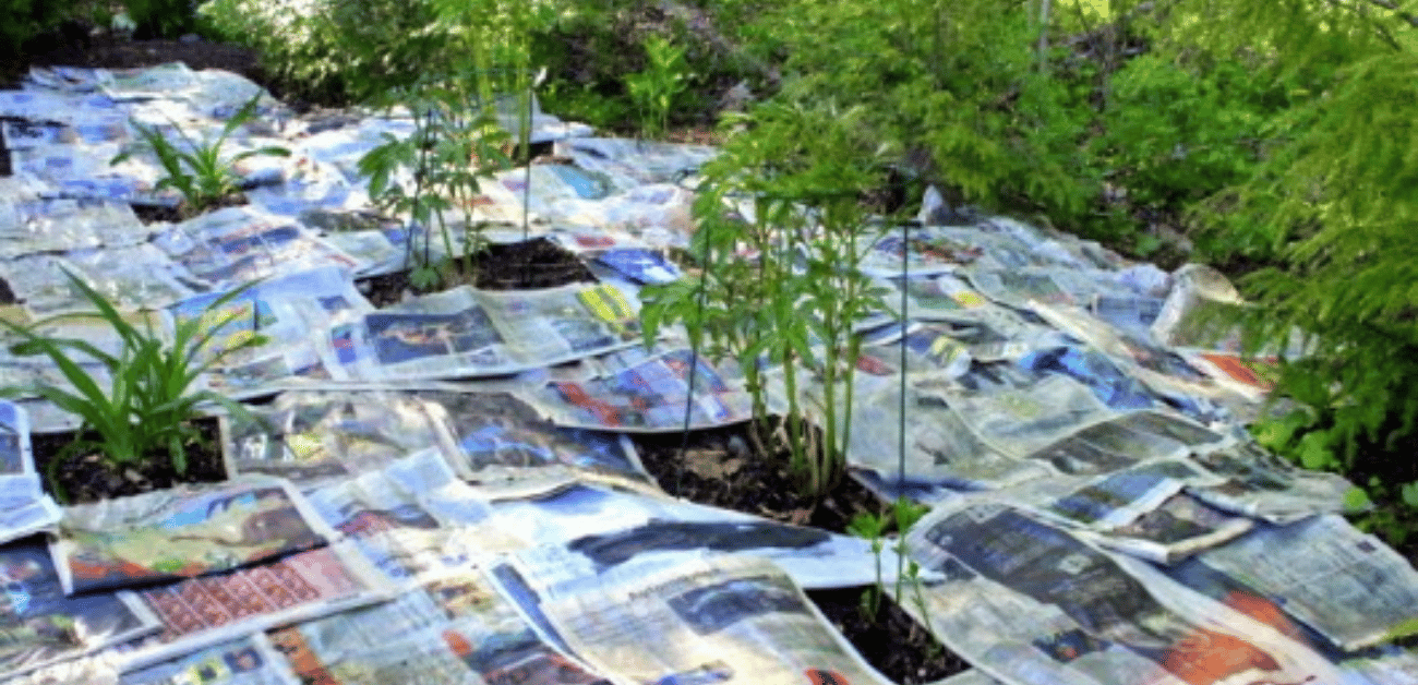 9 Excellent Ways to Use Newspaper in Your Garden