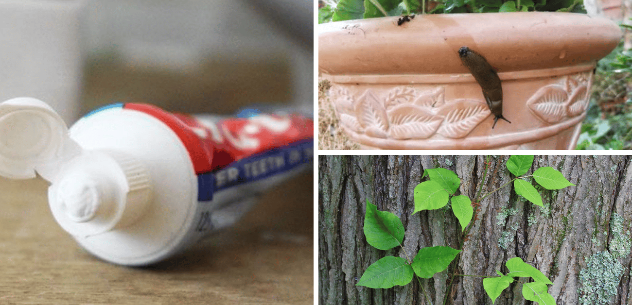 Toothpaste in the Garden? Here are 11 Extraordinary Uses of Toothpaste ...