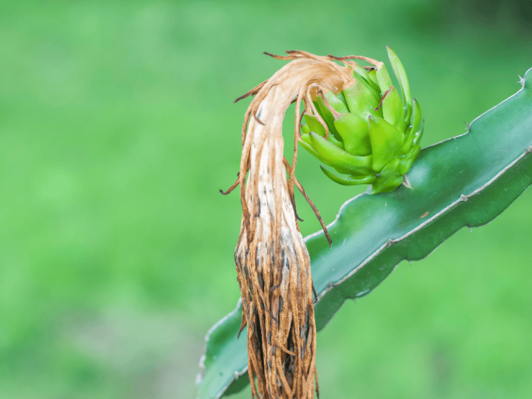 Grow Your Own Dragon Fruit Plant - Complete Growing Guide