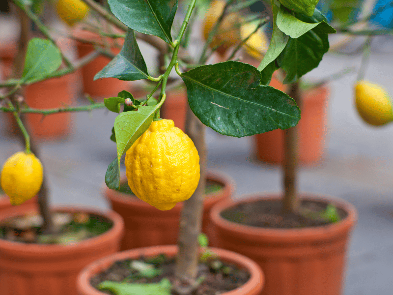 Grow Your Own Fruit Tree Indoors: Best Varieties Perfect for Busy Moms ...